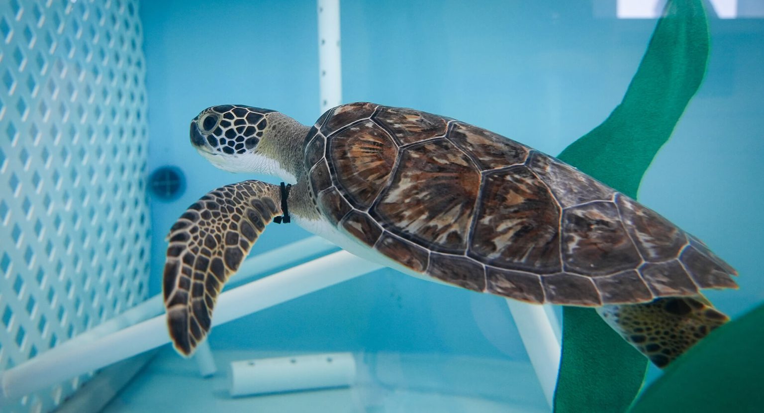 Our Conservation Campus | The Florida Aquarium