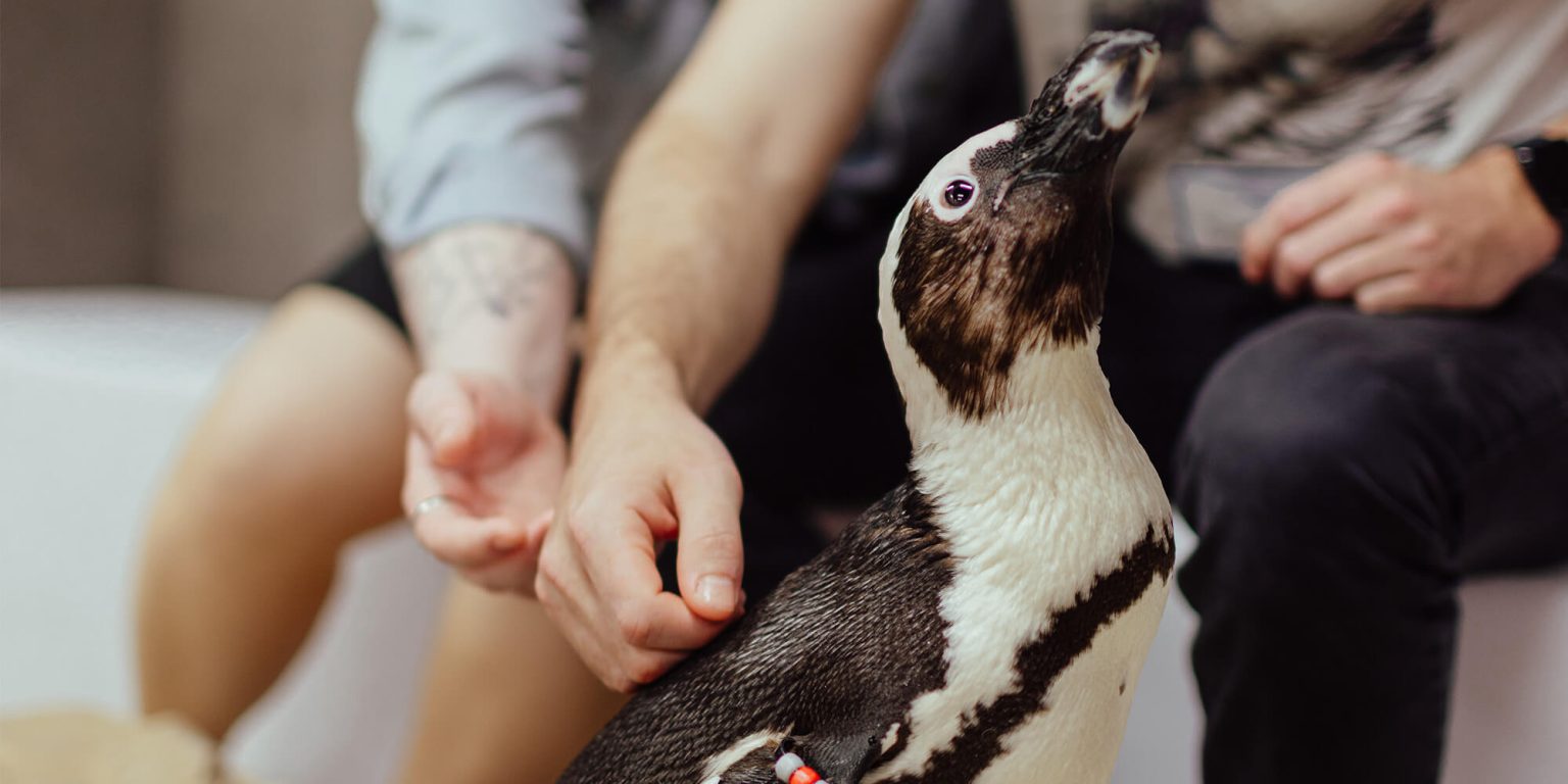Meet African Penguins Up Close | The Florida Aquarium