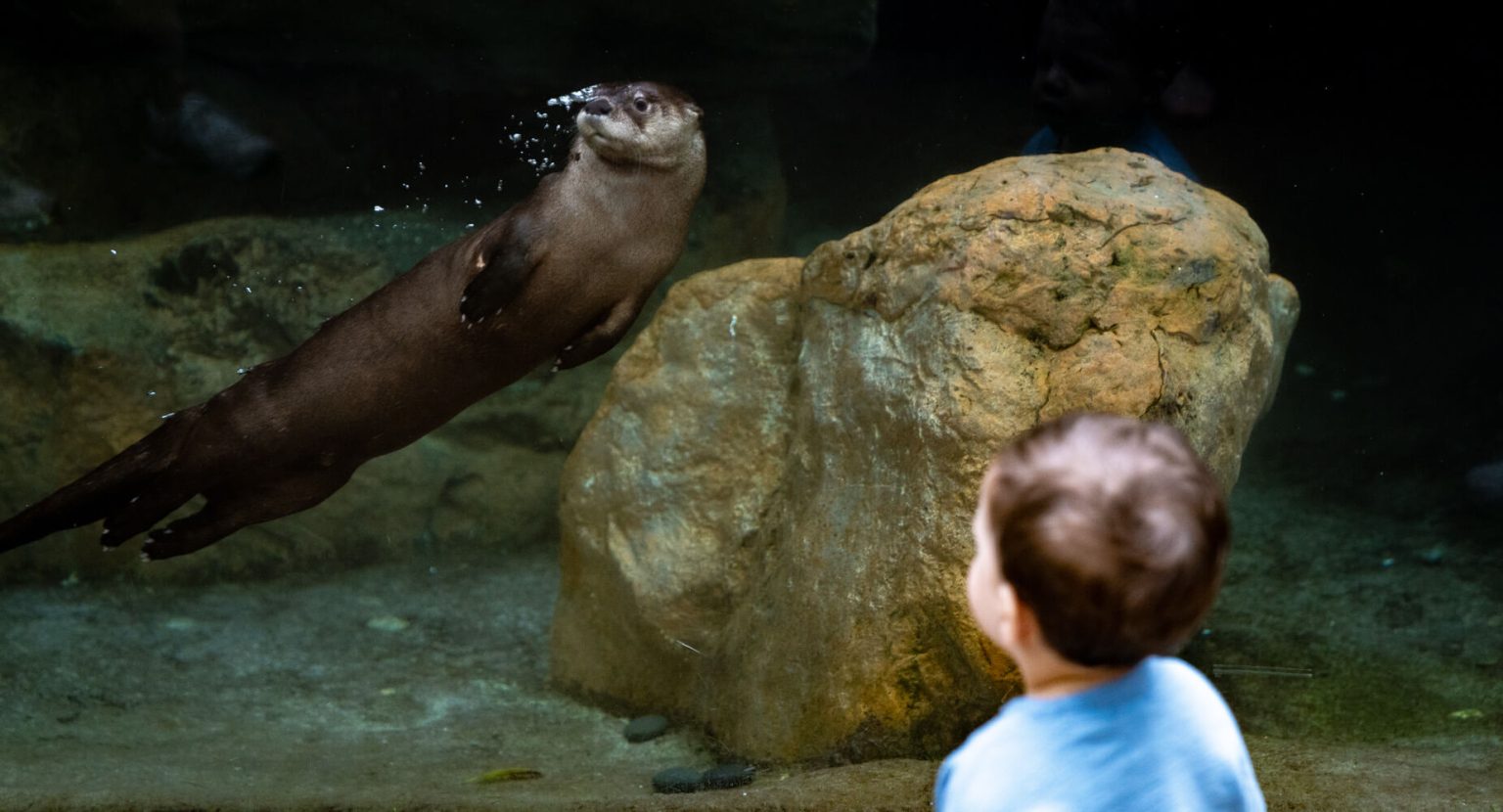 Membership | The Florida Aquarium