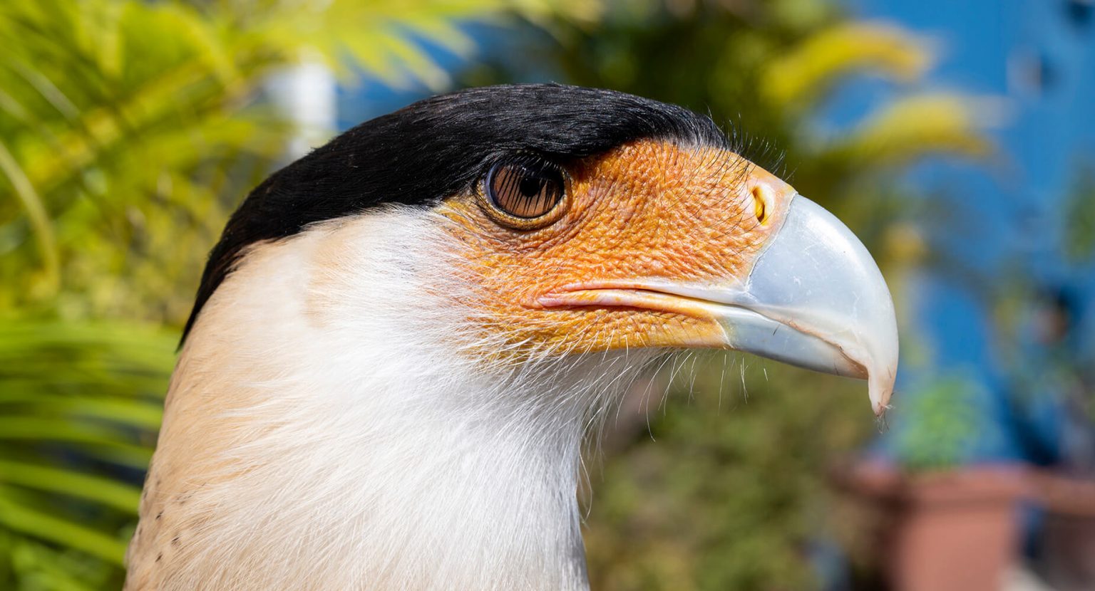Wetlands of Florida | Florida Wetlands | The Florida Aquarium