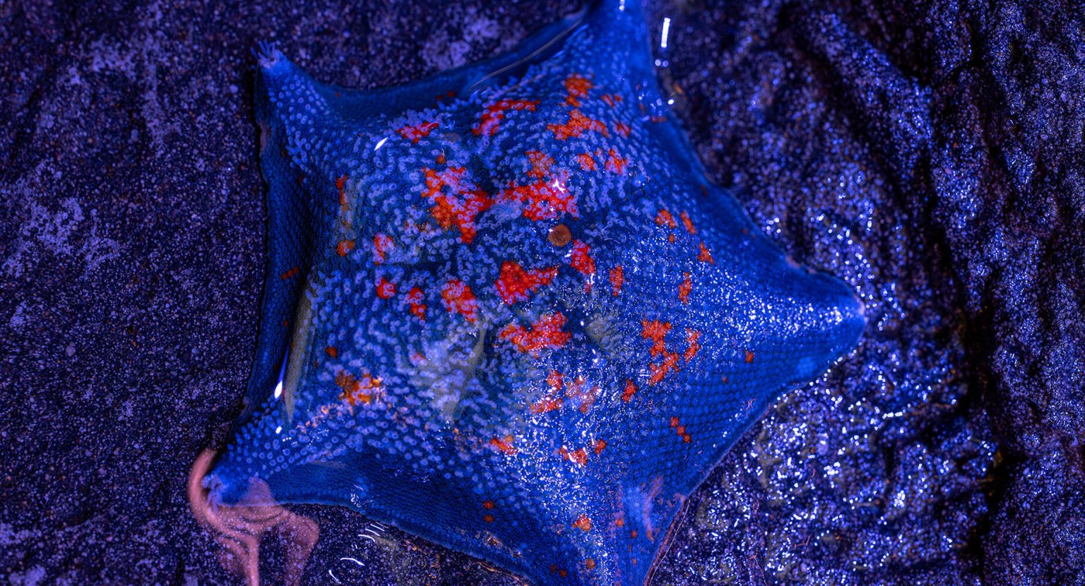 Spot Prawn | The Florida Aquarium
