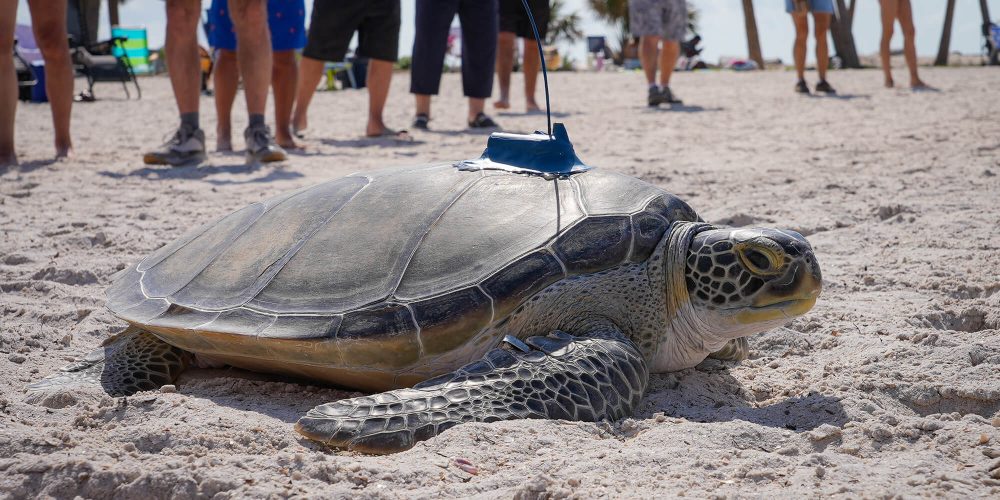 Sea Turtle Tracking | The Florida Aquarium