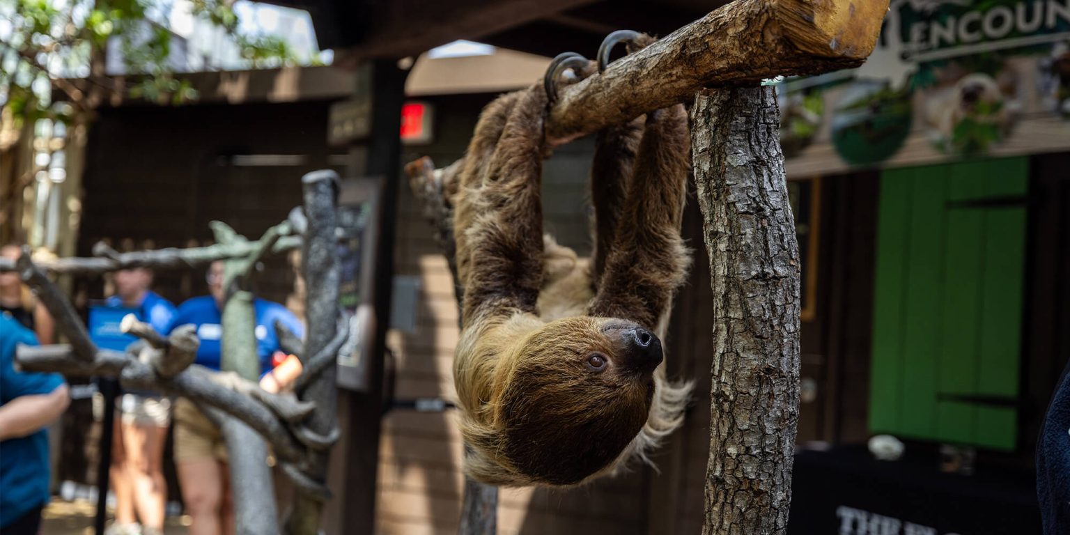 Sloth Encounter | The Florida Aquarium