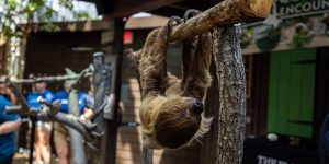 Sloth Encounter | The Florida Aquarium