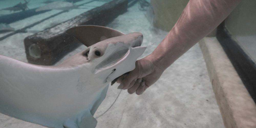 Stingray Feeding Experience | The Florida Aquarium