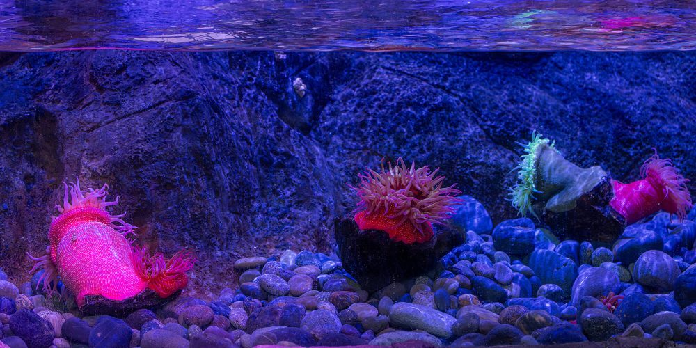 The Tide Pool | The Florida Aquarium