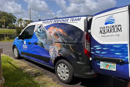 Sea Turtle Conservation | The Florida Aquarium
