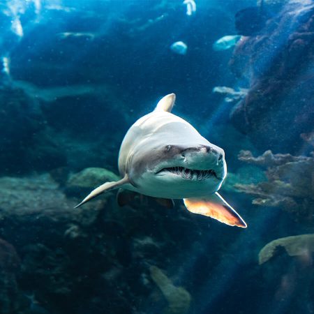Coral Reefs | The Florida Aquarium