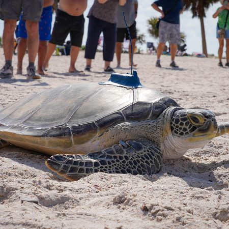 Sea Turtle Tracking | The Florida Aquarium