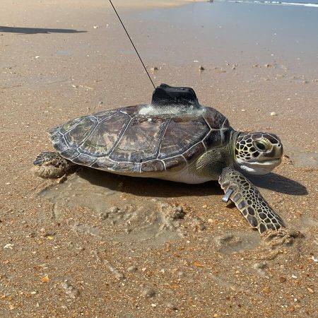 Sea Turtle Tracking | The Florida Aquarium