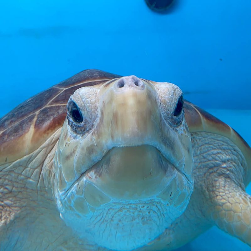 Sea Turtle Tracking | The Florida Aquarium