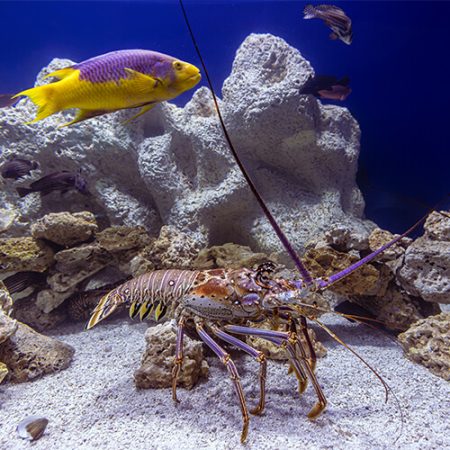 Shorelines | Coastal Ecosystems of Florida | The Florida Aquarium