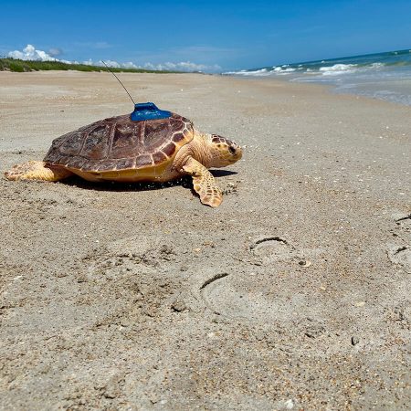 Sea Turtle Tracking | The Florida Aquarium