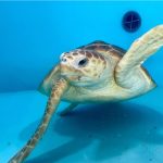 Sea Turtle Tracking | The Florida Aquarium