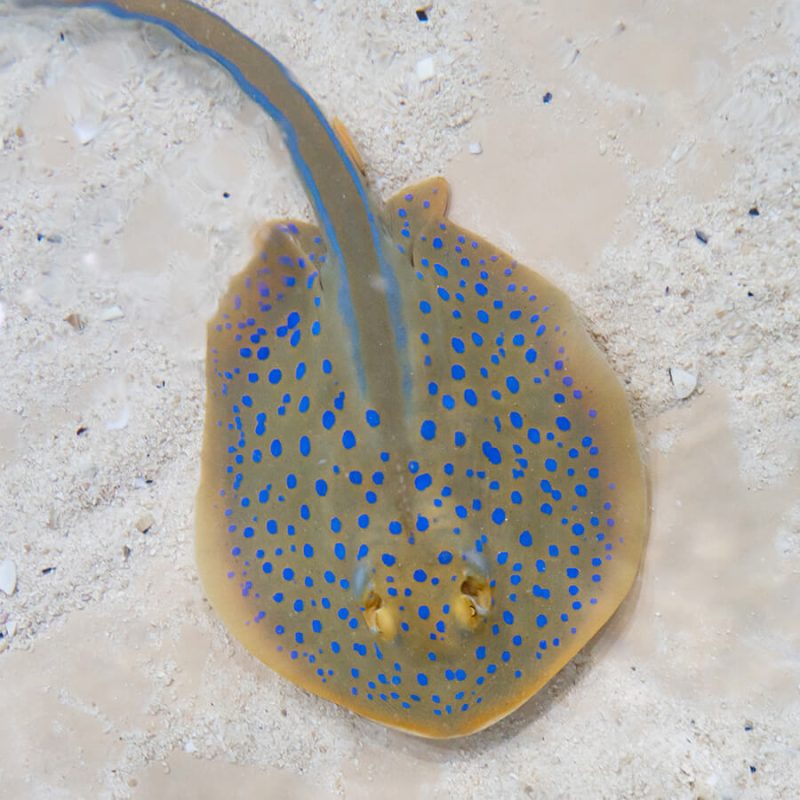 Cownose Stingray | The Florida Aquarium
