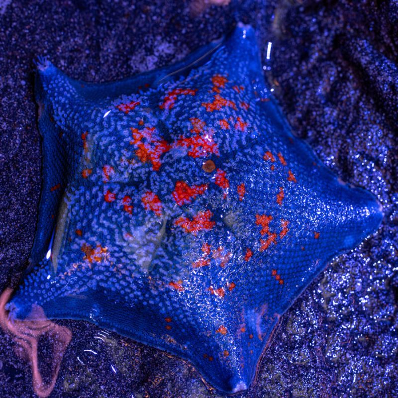 The Tide Pool | The Florida Aquarium