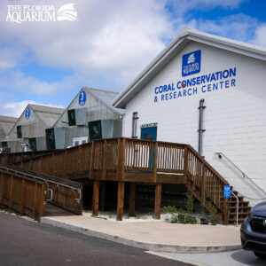 Coral Conservation Program | The Florida Aquarium