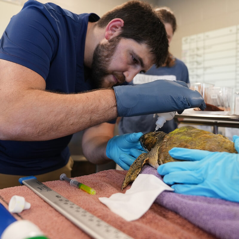 Sea Turtle Conservation | The Florida Aquarium