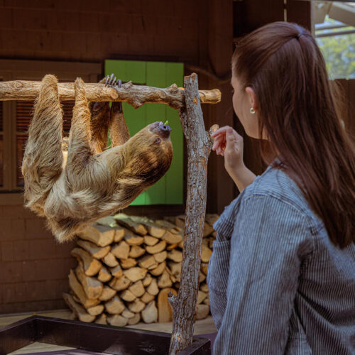 Sloth Encounter | The Florida Aquarium