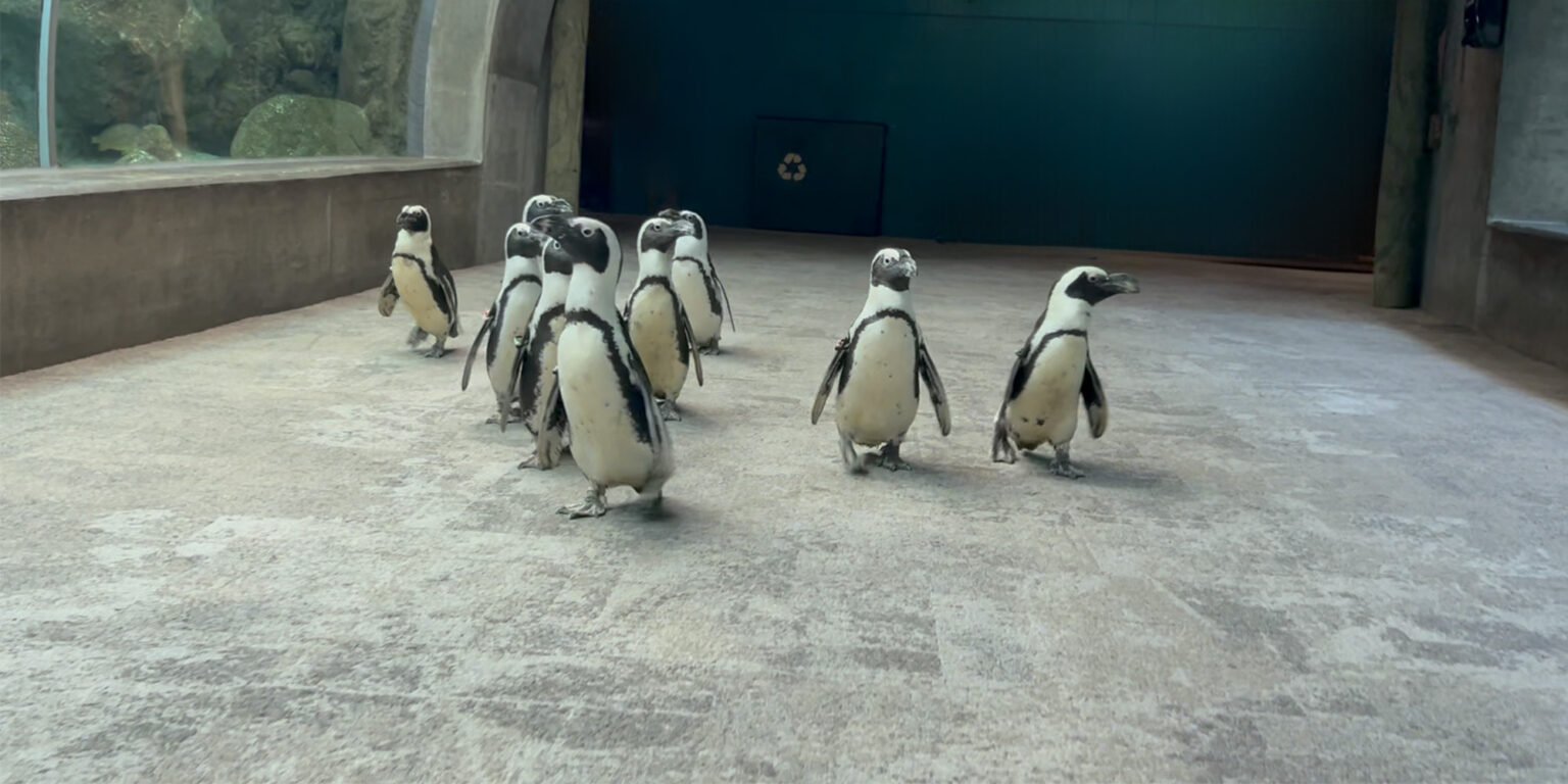 Penguin Waddle Week | The Florida Aquarium
